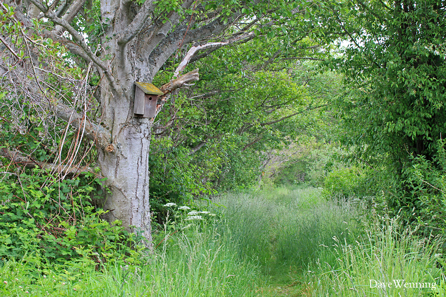 The Nest Box Trail